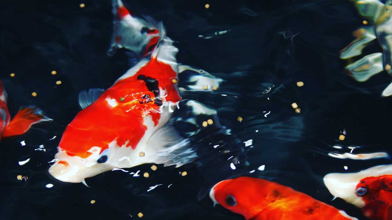What Solar Devices Can I Use For My Pond To Save On Electric what-solar-devices-can-i-use-for-my-pond-to-save-on-electric